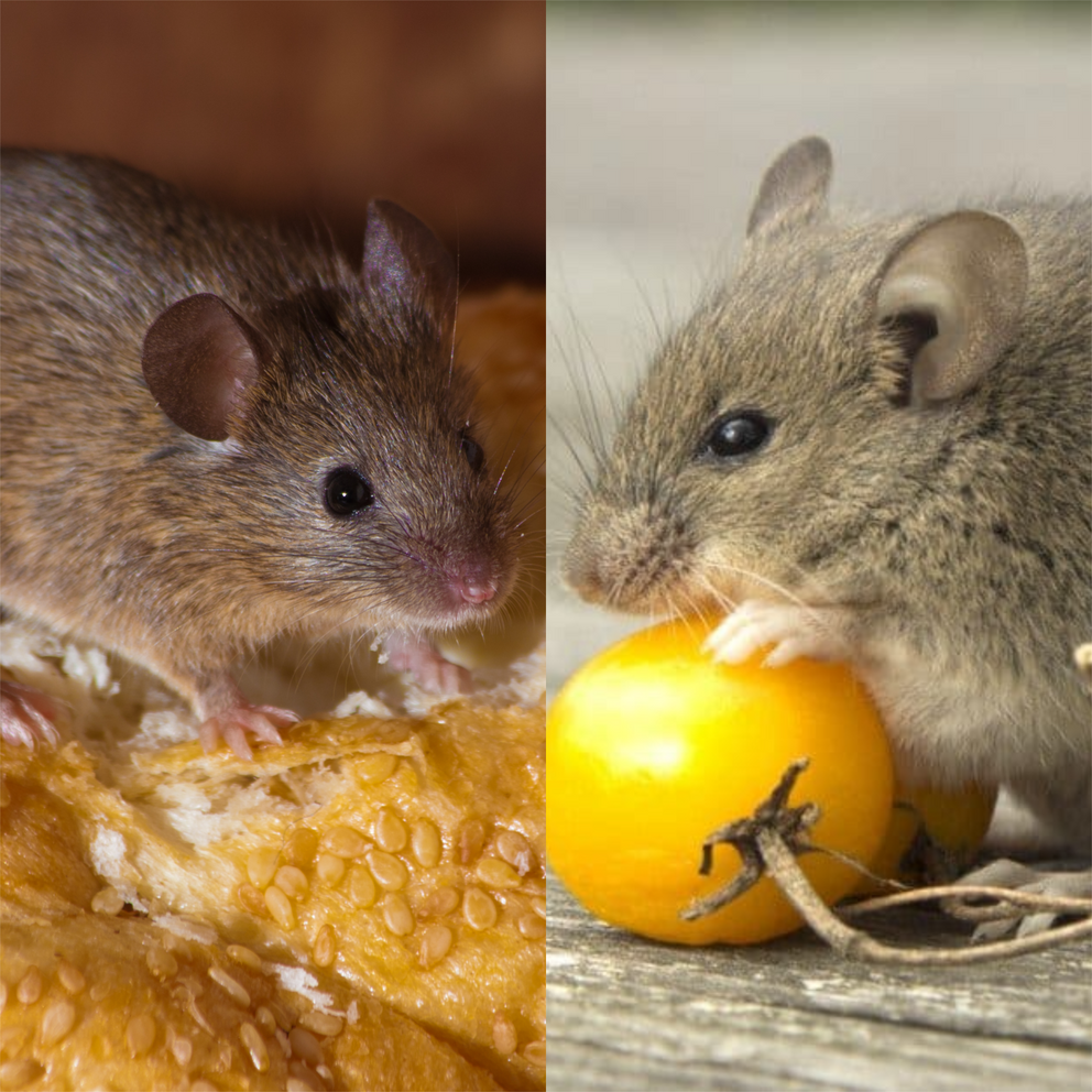 A Comprehensive Look at the Difference Between Mice and Rats – Envirobug