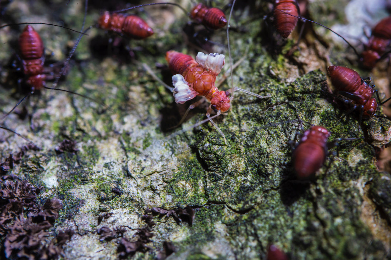 Are Termites Active In Winter? | Envirobug