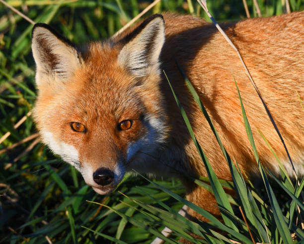 Fox Deterrent Products in Australia - Effective Fox Pest Control ...