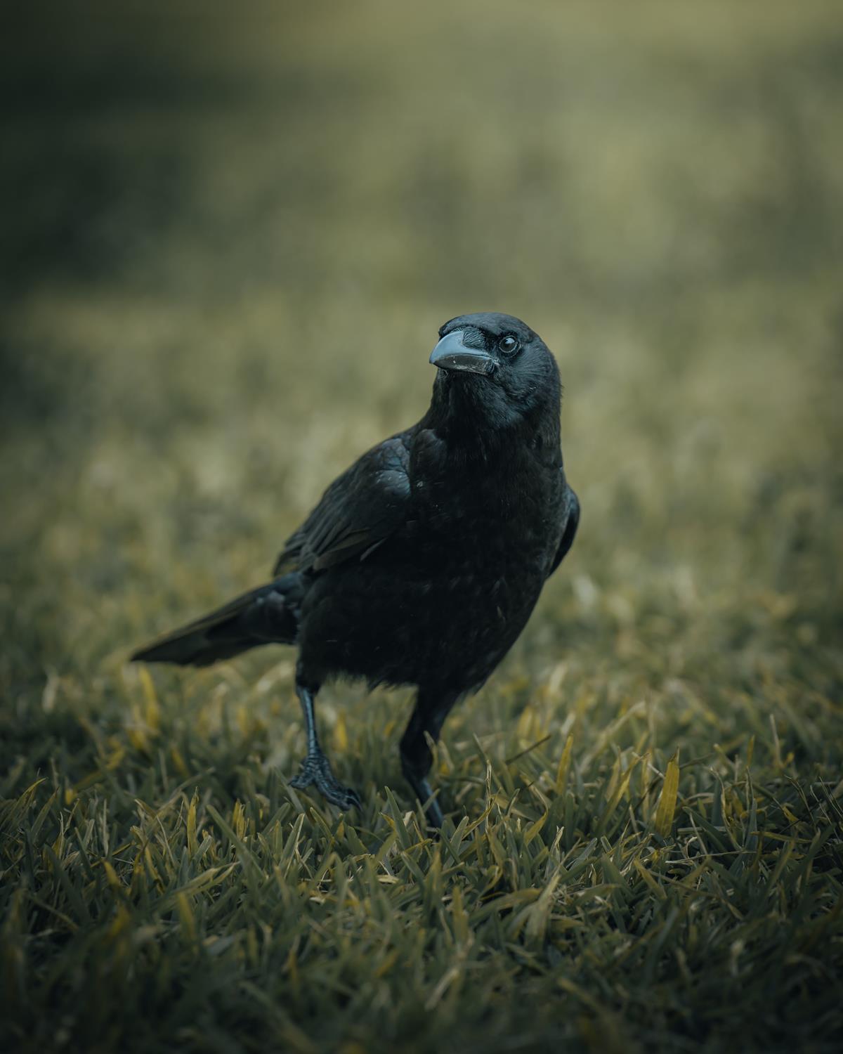 Crow Repellents and Deterrent Products in Australia – Envirobug