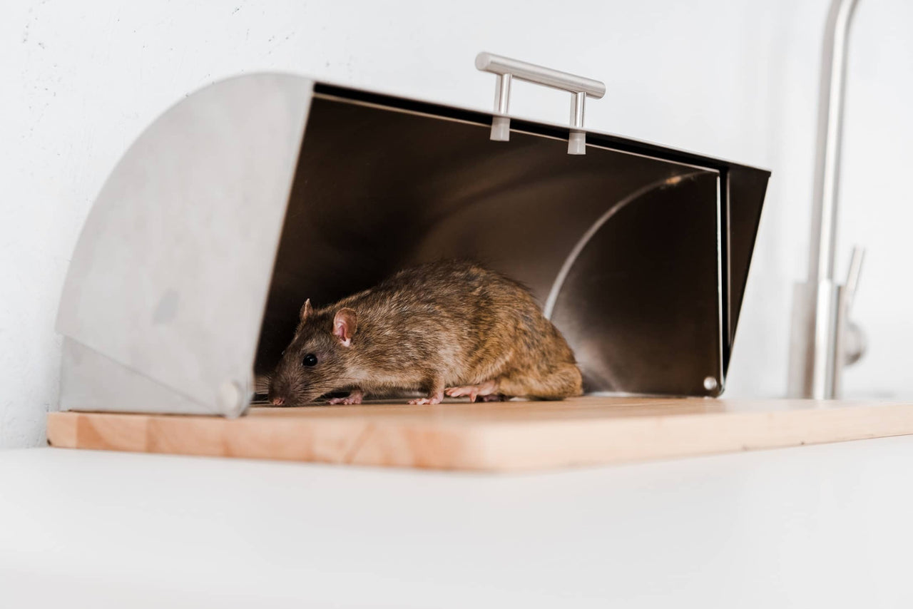 Rodent pest control products in Australia – Envirobug