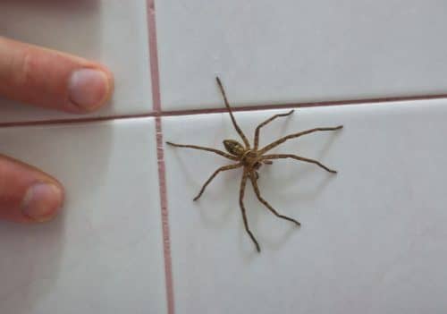 Spider pest control products in Australia | Envirobug